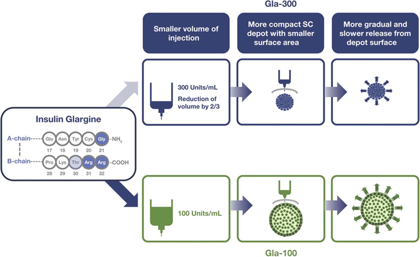 Differentiating Basal Insulin Preparations: Understanding How They Work ...