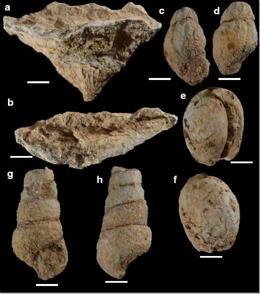 Stratigraphy and depositional environments of the Upper Cretaceous ...