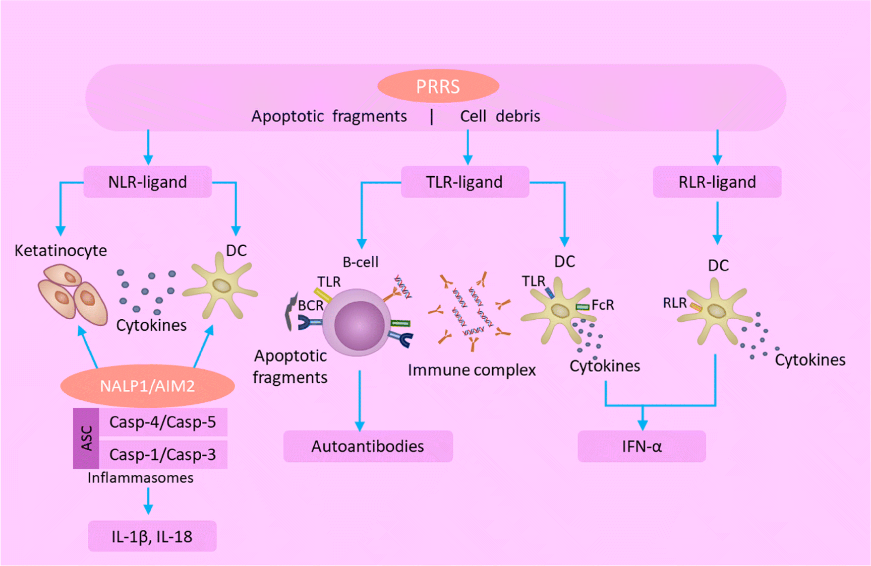 Immunological pathogenesis and treatment of systemic lupus ...