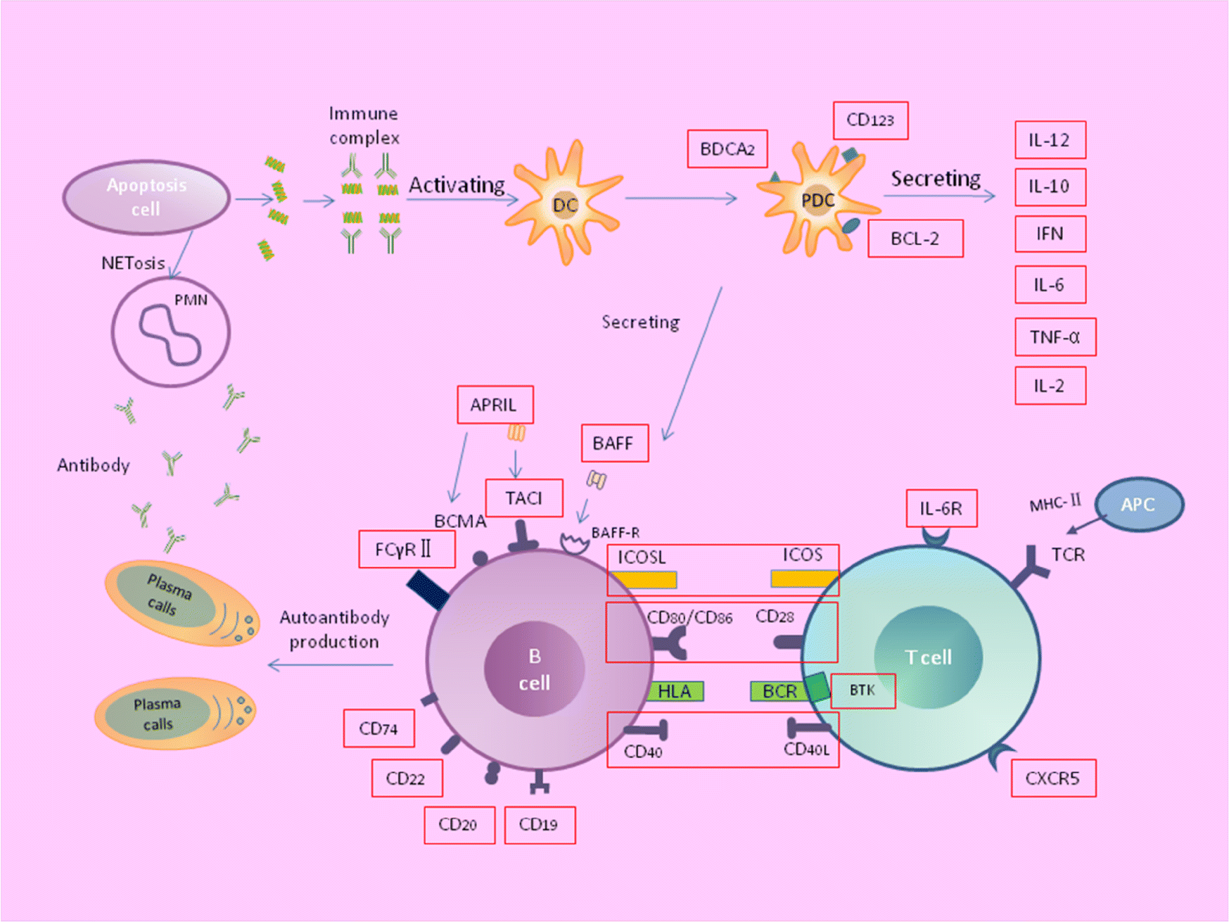 Immunological pathogenesis and treatment of systemic lupus ...