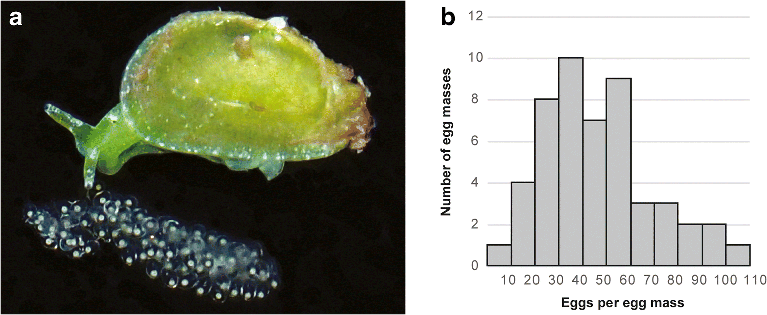 Natural history clues to the evolution of bivalved gastropods (Mollusca ...