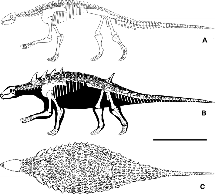 New remains of Hungarosaurus tormai (Ankylosauria, Dinosauria) from the ...