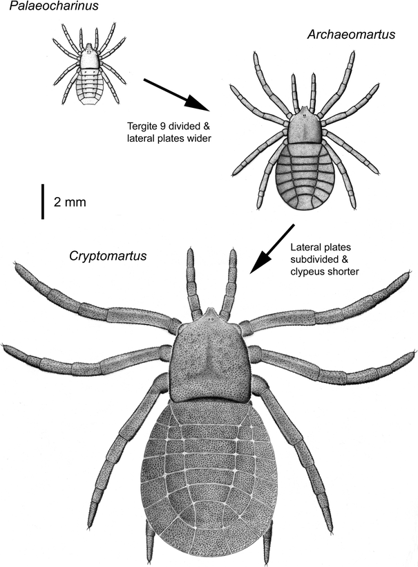Trigonotarbid arachnids from the Lower Devonian (Lower Emsian) of Alken ...