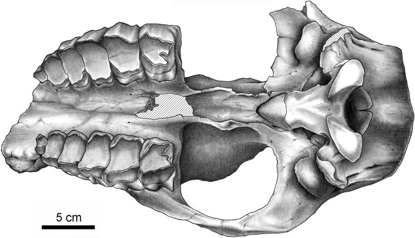New remains of Astraponotus (Mammalia, Astrapotheria) and ...