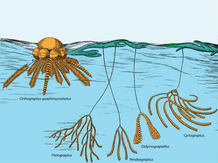 Graptolite reconstructions and interpretations | SpringerLink