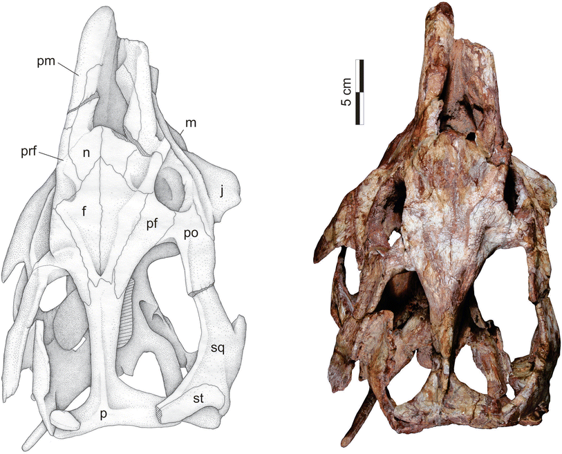 A new rhynchosaur from south Brazil (Santa Maria Formation) and ...