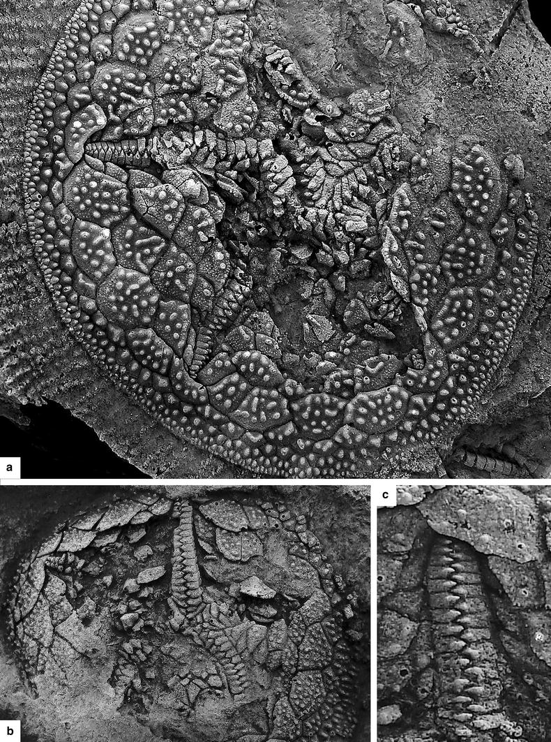 Edrioasteroidea from the Seifen Formation of the Westerwald, Rhenish ...