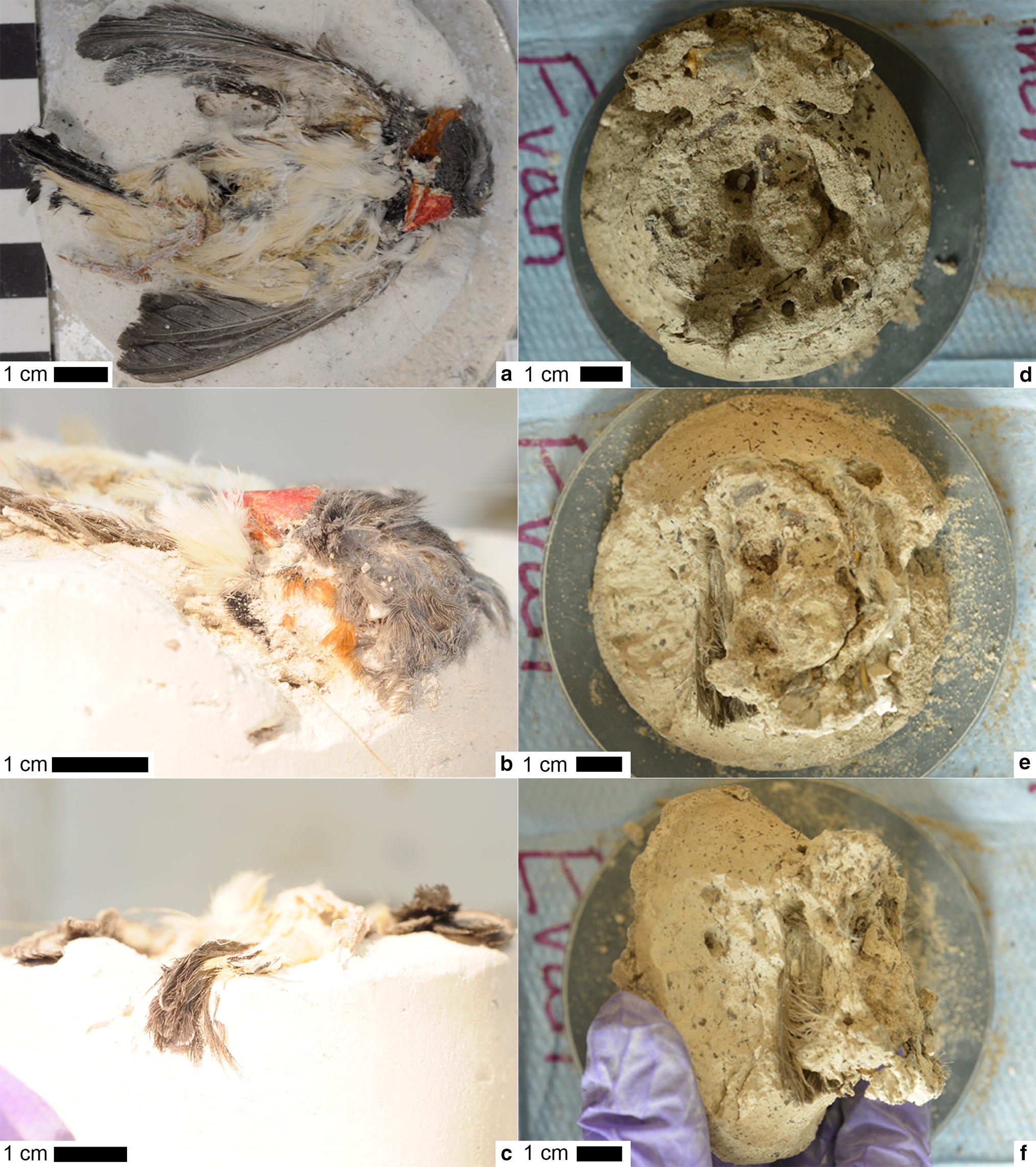 Experimental subaqueous burial of a bird carcass and compaction of ...