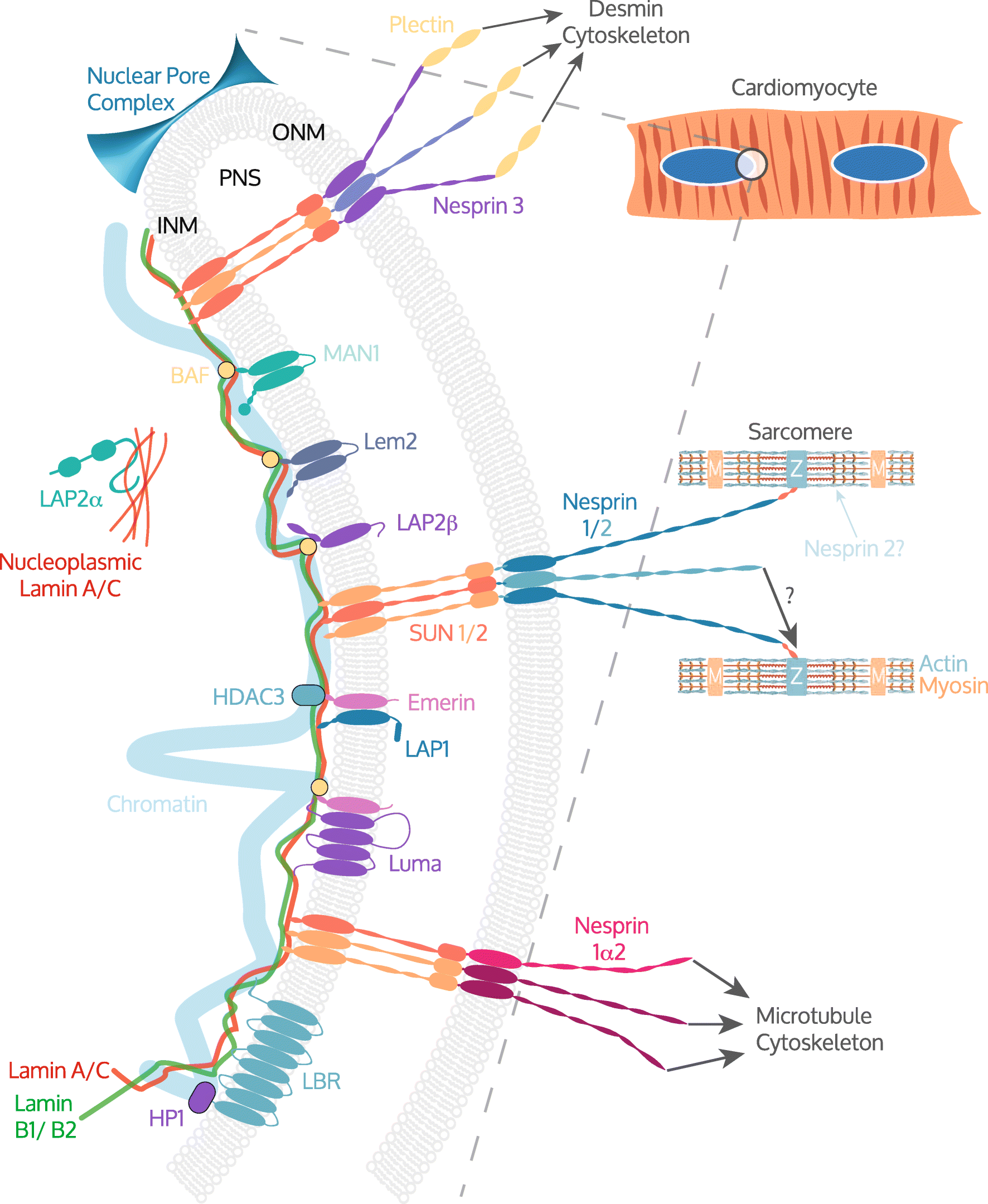 Linker of nucleoskeleton and cytoskeleton complex proteins in ...