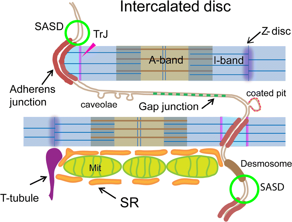 Riding the waves of the intercalated disc of the heart | SpringerLink
