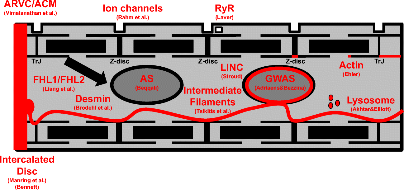 Non-sarcomeric causes of heart failure | SpringerLink