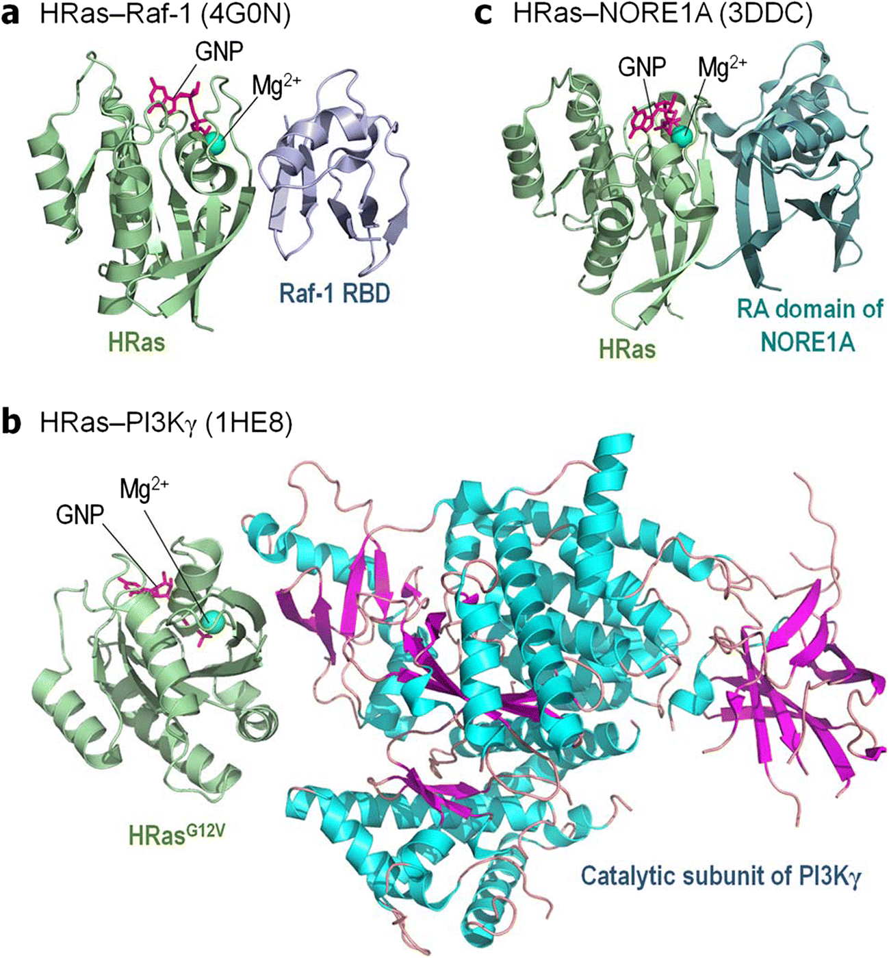 Autoinhibition in Ras effectors Raf, PI3Kα, and RASSF5: a comprehensive ...