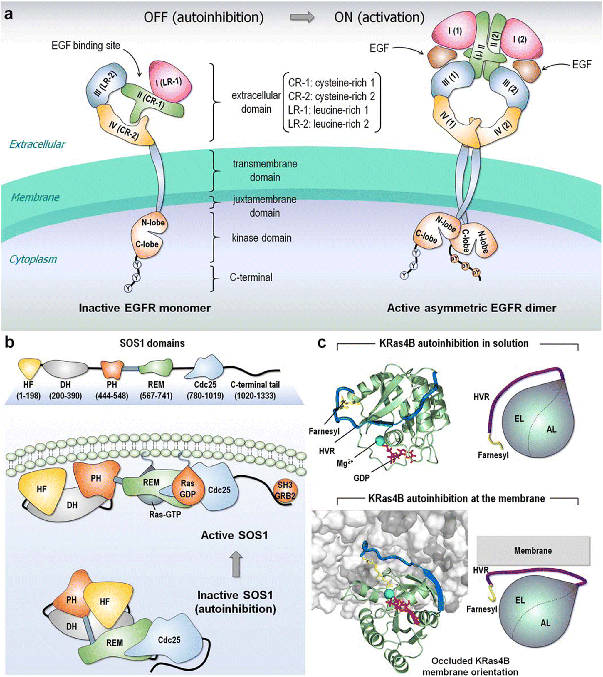 Autoinhibition in Ras effectors Raf, PI3Kα, and RASSF5: a comprehensive ...