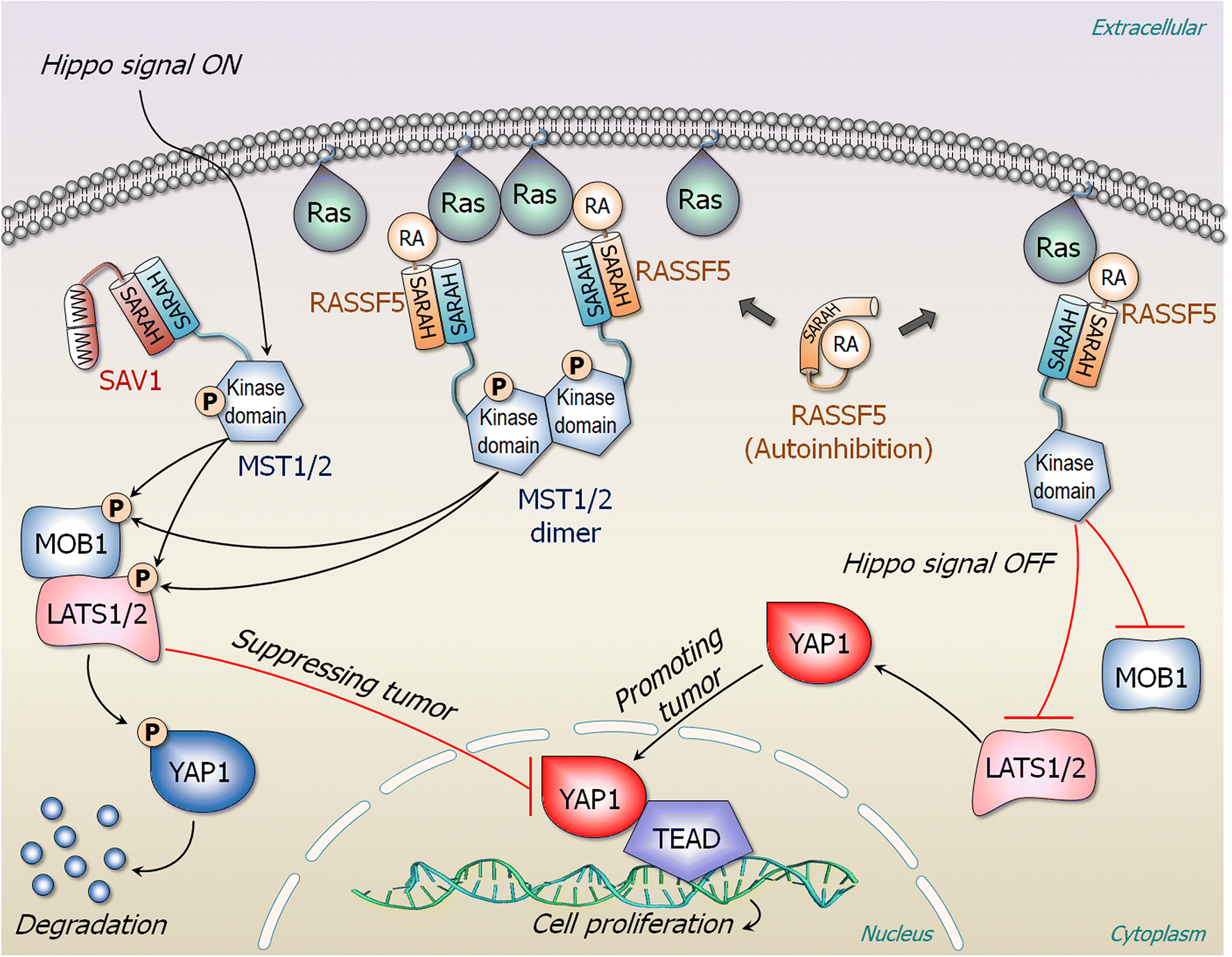 Autoinhibition in Ras effectors Raf, PI3Kα, and RASSF5: a comprehensive ...