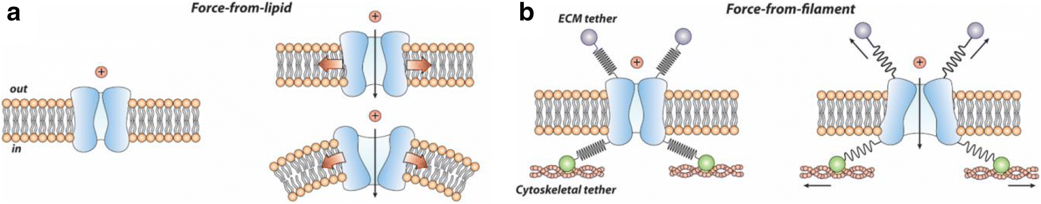 Piezo1 mechanosensitive channels: what are they and why are they ...