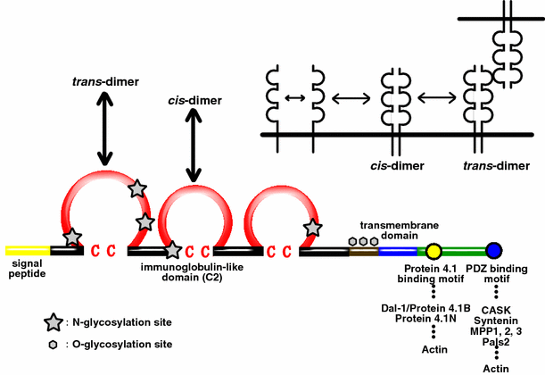 Role of the spermatogenic–Sertoli cell interaction through cell ...