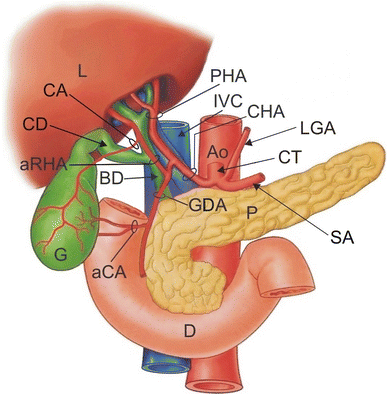 Variations of the hepatobiliary vasculature including coexistence of ...