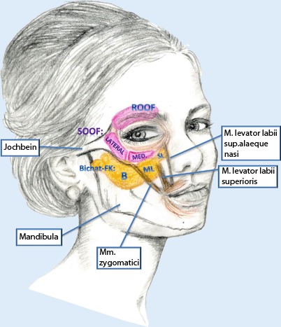 Anatomie im Kopf-Hals-Bereich | SpringerLink