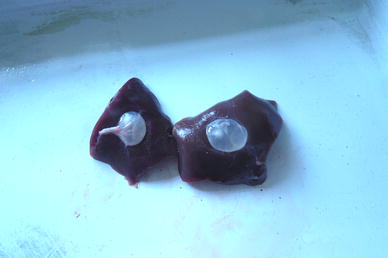 Prevalence and morphological characterisation of Cysticercus ...