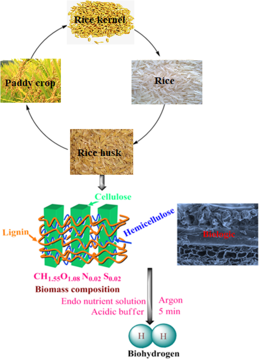 Anaerobic Biohydrogen Production Using Rice Husk-Based Biologics ...