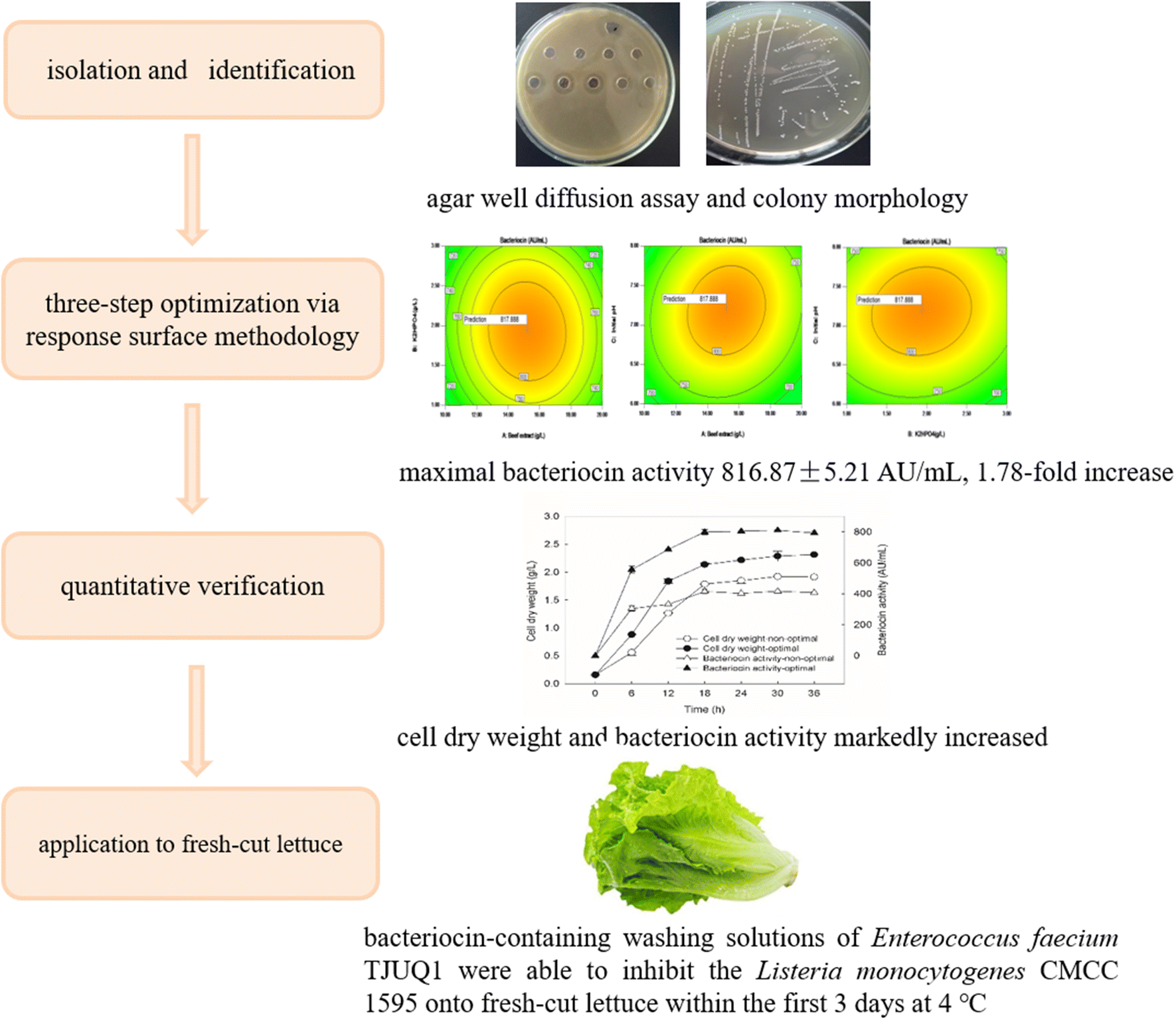 Isolation Characterisation And Fermentation Optimisation Of Bacteriocin Producing Enterococcus