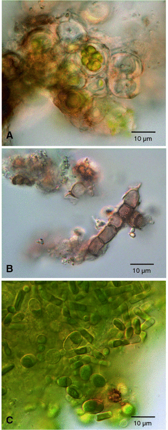 Microbial diversity on a marble monument: a case study | SpringerLink
