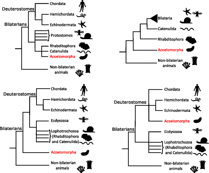 Acoelomorpha: earliest branching bilaterians or deuterostomes ...