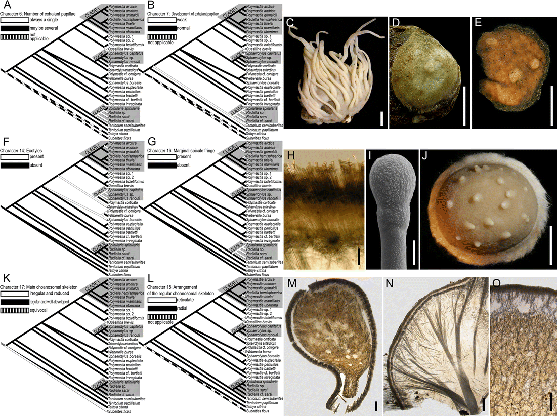Molecular phylogenies challenge the classification of Polymastiidae ...