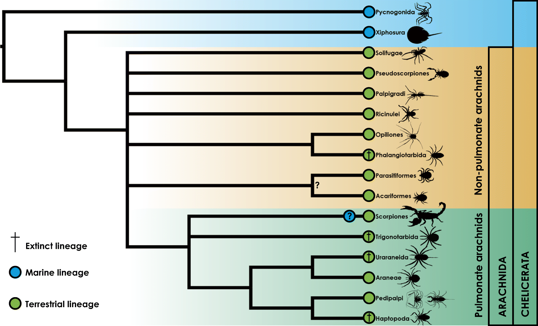 Exploring the evolution and terrestrialization of scorpions (Arachnida ...