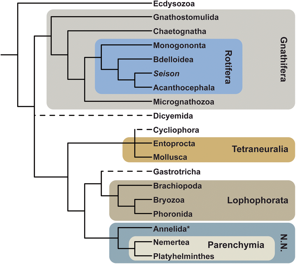 Recent progress in reconstructing lophotrochozoan (spiralian) phylogeny ...