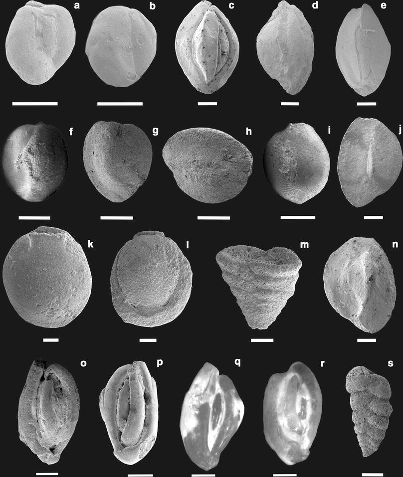 Palaeoecology and distribution of upper Oligocene–lower Miocene ...