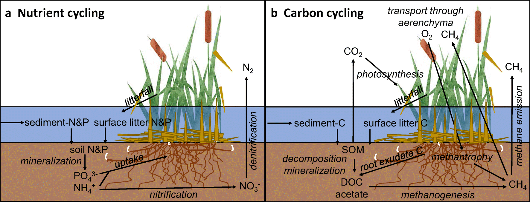 Typha (Cattail) Invasion in North American Wetlands: Biology, Regional ...