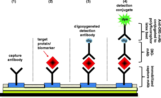 Identification of beta cell dysfunction at the pre-symptomatic stage of ...