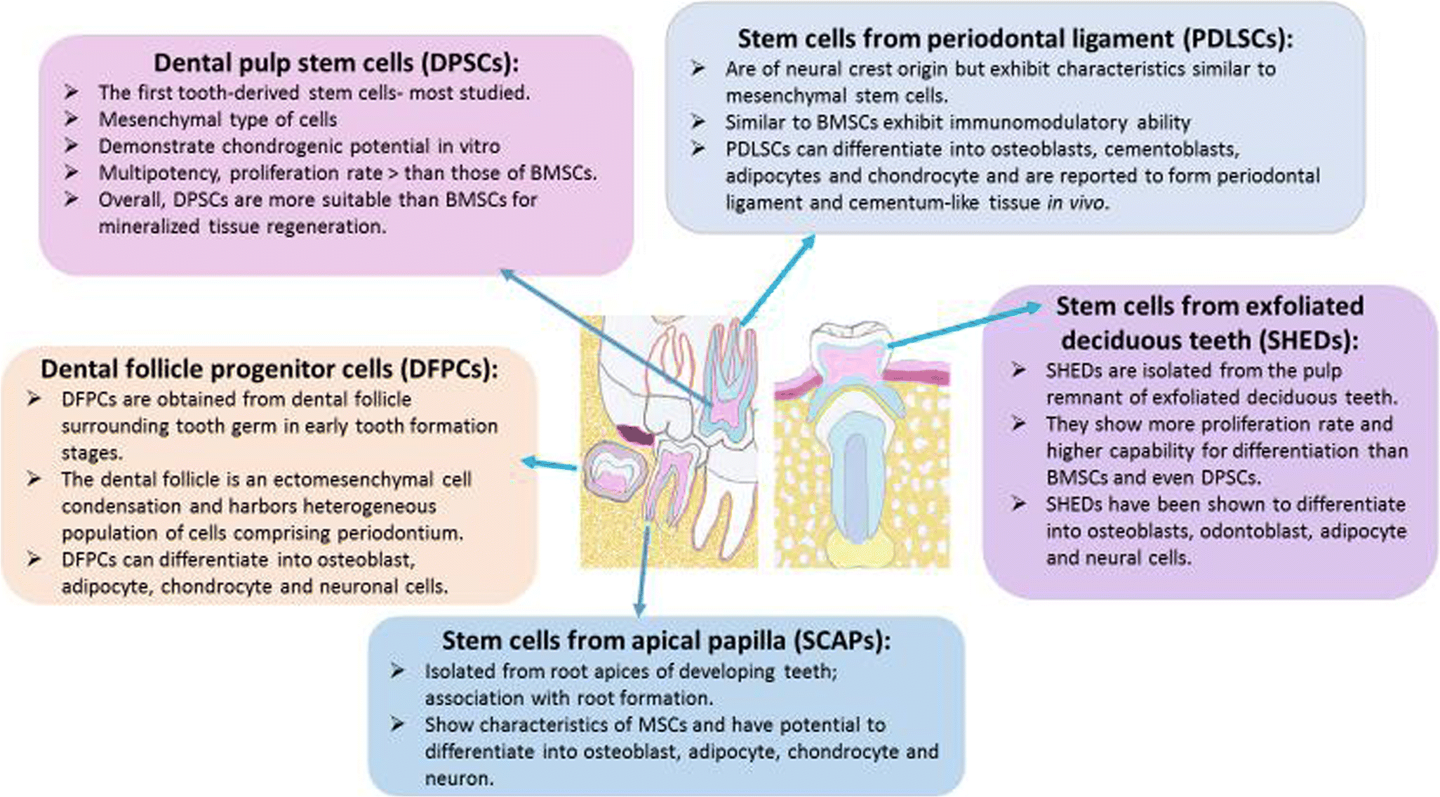 Stem cells and tooth regeneration: prospects for personalized dentistry ...