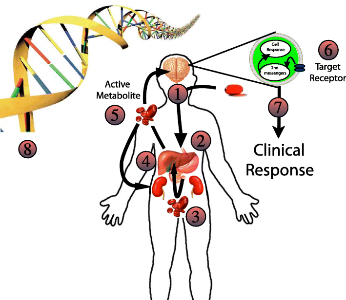 Prediction of Drug Response and Safety in Clinical Practice | SpringerLink