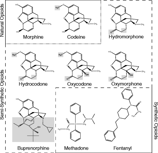 Laboratory Testing for Prescription Opioids | SpringerLink