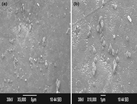 A novel biological approach on extracellular synthesis and ...