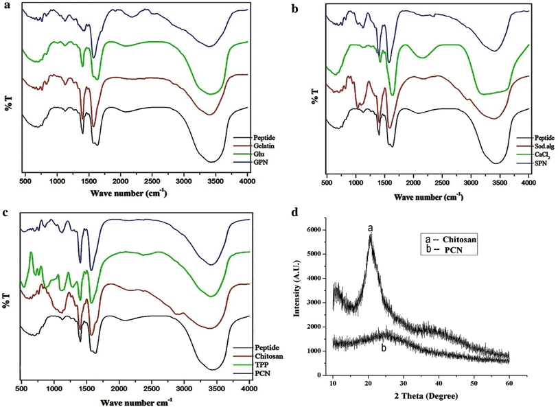 pACC1 peptide loaded chitosan nanoparticles induces apoptosis via ...