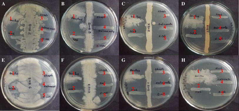 Identification of endophytic Bacillus mojavensis with highly ...