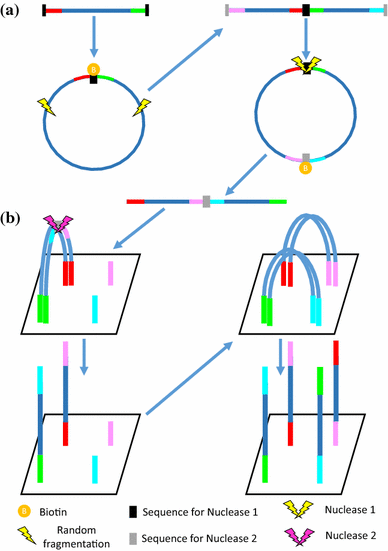 Mate-pair editing: a perspective to double mate-pair sequencing ...