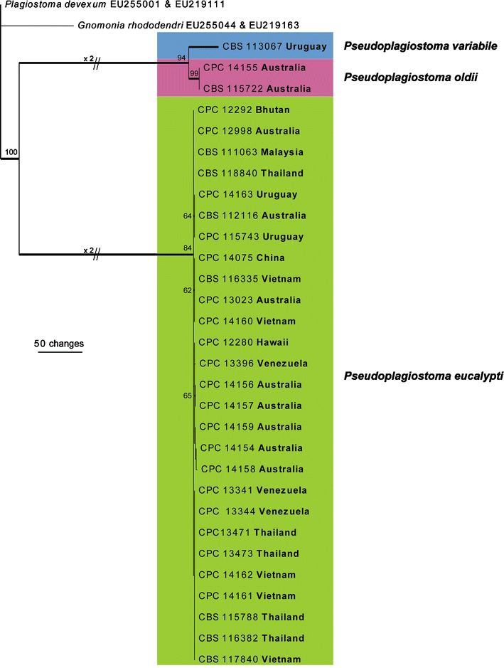 Re-evaluation of Cryptosporiopsis eucalypti and Cryptosporiopsis-like ...