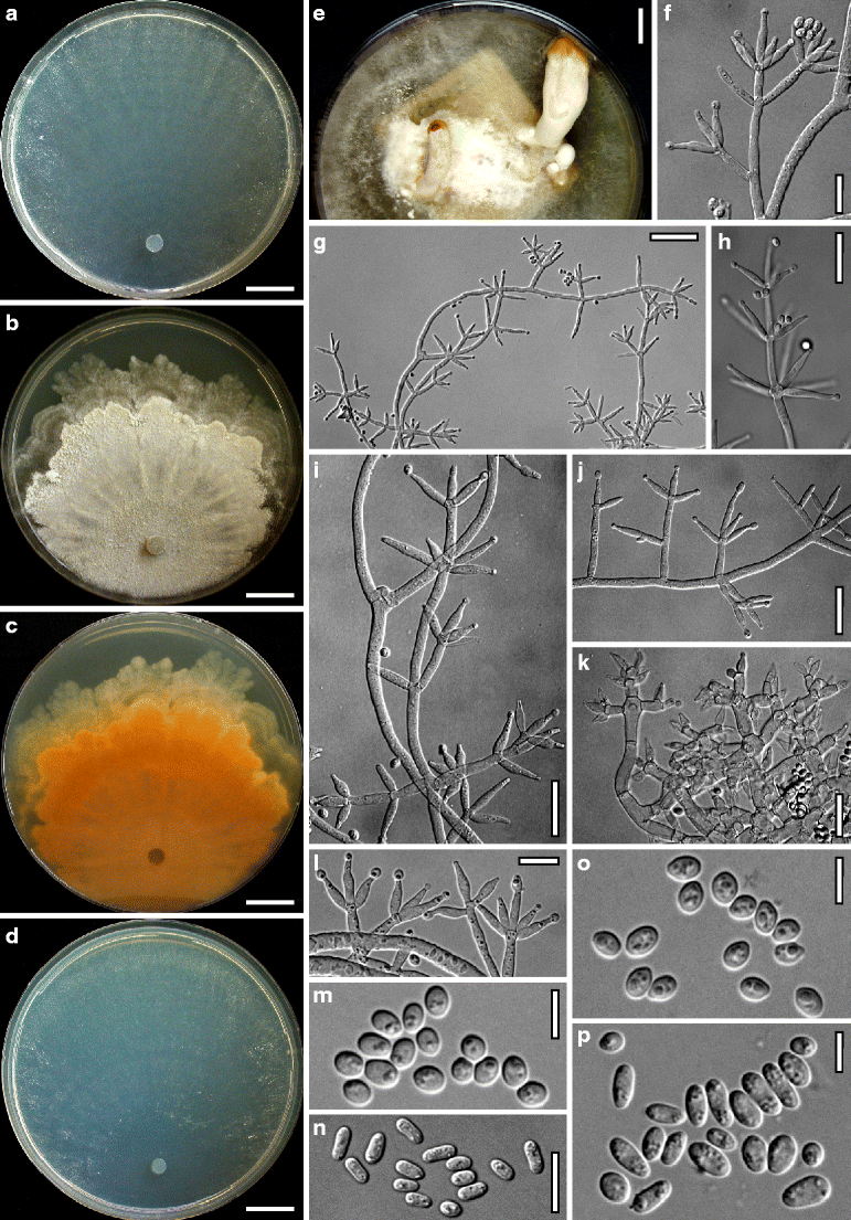 European species of Hypocrea part II: species with hyaline ascospores ...