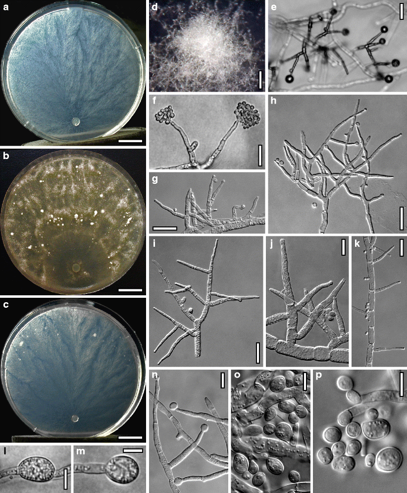 European species of Hypocrea part II: species with hyaline ascospores ...