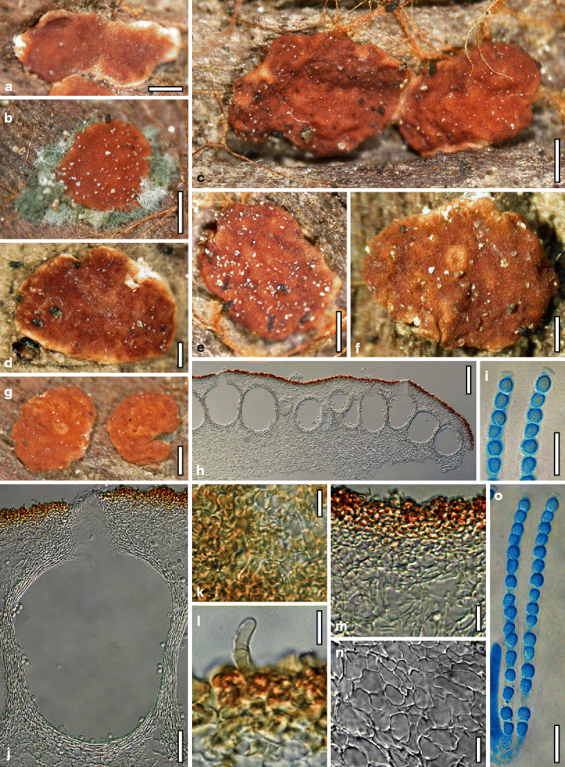 European species of Hypocrea part II: species with hyaline ascospores ...