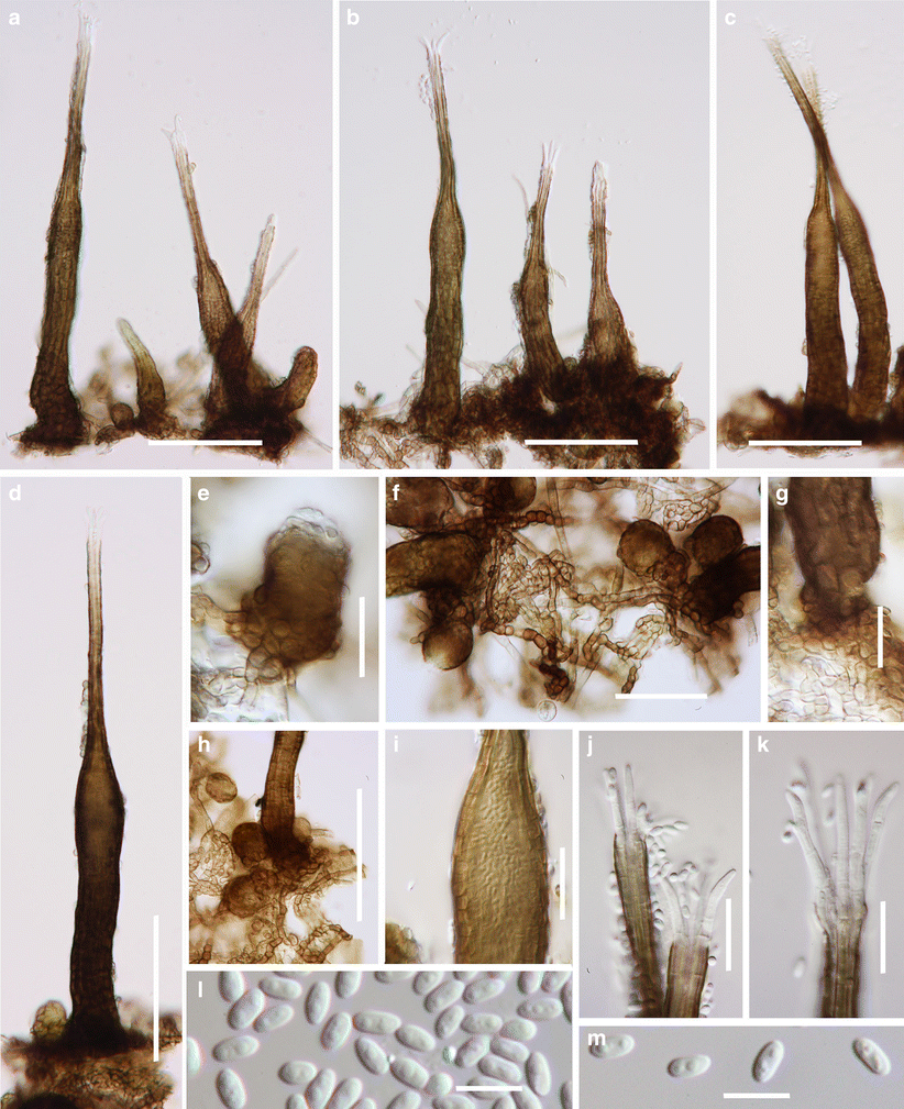Capnodiaceae | SpringerLink
