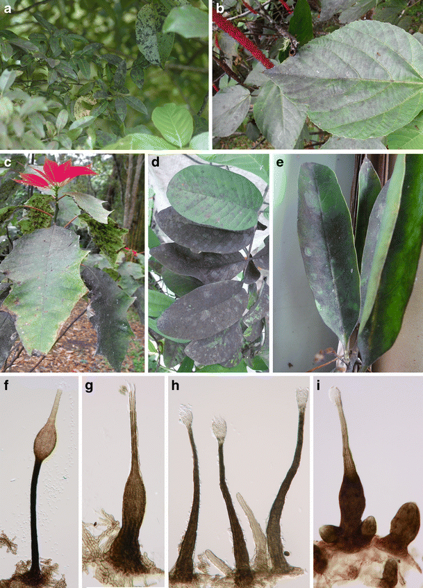 Capnodiaceae | SpringerLink