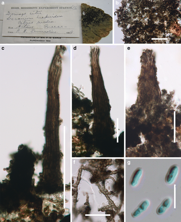 Capnodiaceae | SpringerLink