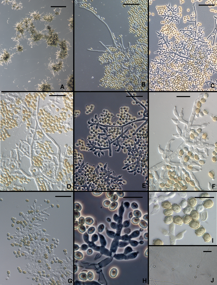 The Longibrachiatum Clade of Trichoderma: a revision with new species ...