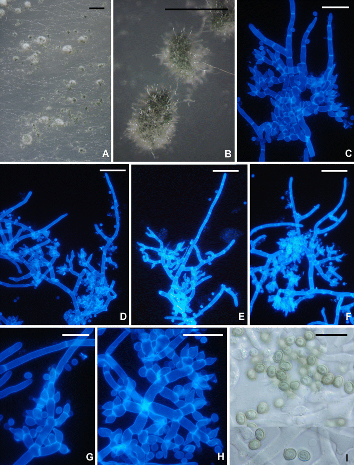 The Longibrachiatum Clade of Trichoderma: a revision with new species ...