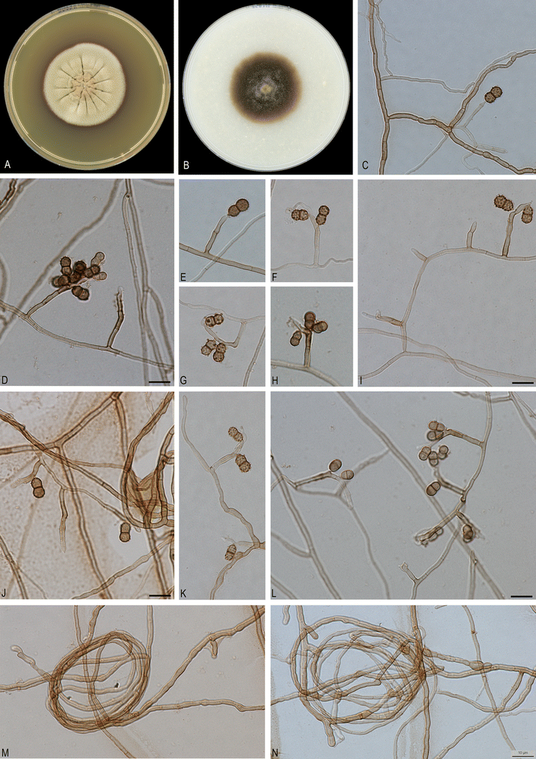 Taxonomy of Ochroconis, genus including opportunistic pathogens on ...